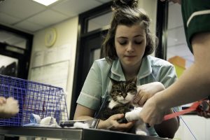 VetSkill Level 3 Diploma in Veterinary ... | CAW News
