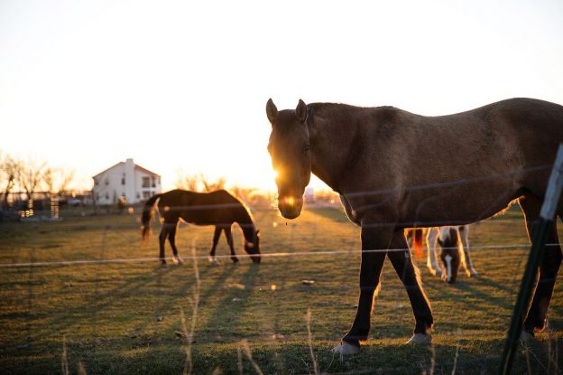 5 Career Options Working with Horses | CAW News