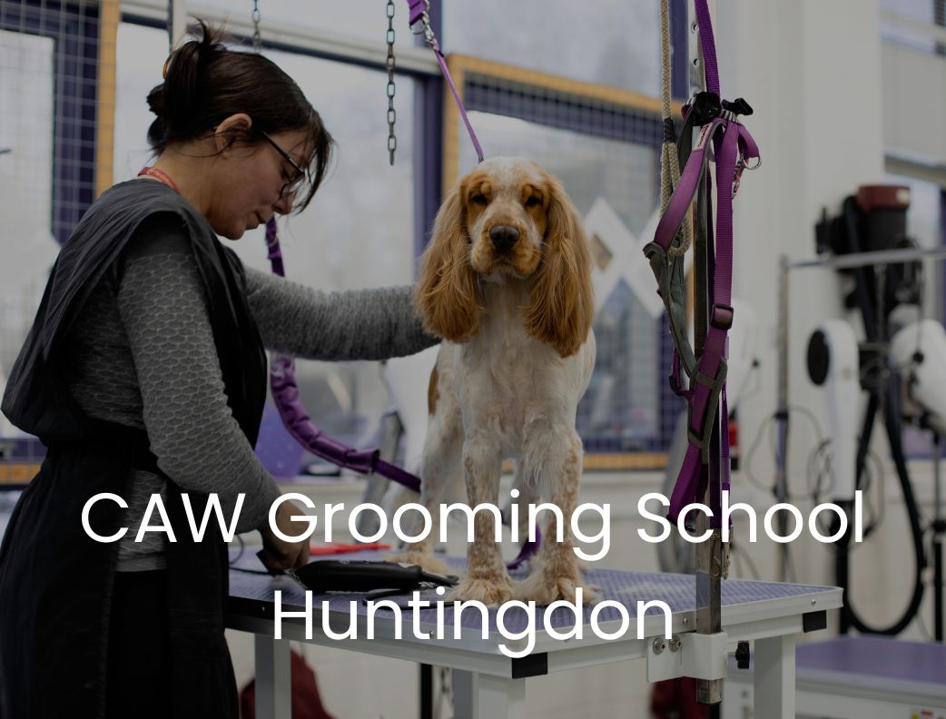 Dog Grooming Services and Courses | CAW