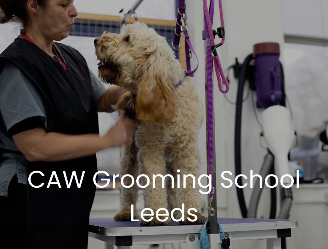 Dog Grooming Services and Courses | CAW