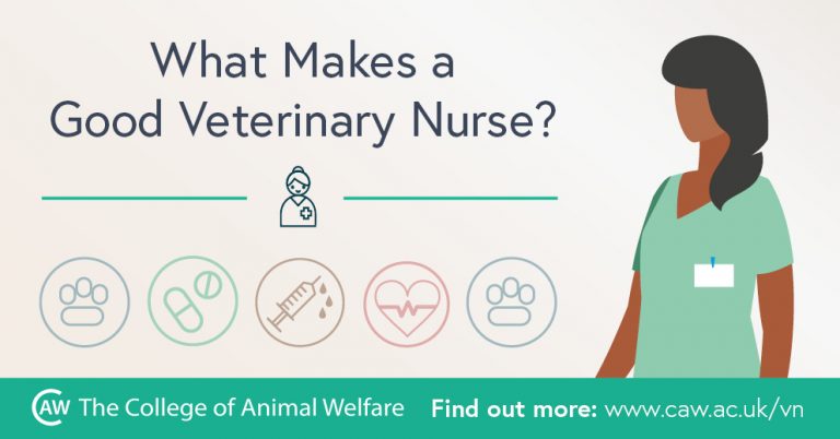 What Makes a Good Veterinary Nurse?
