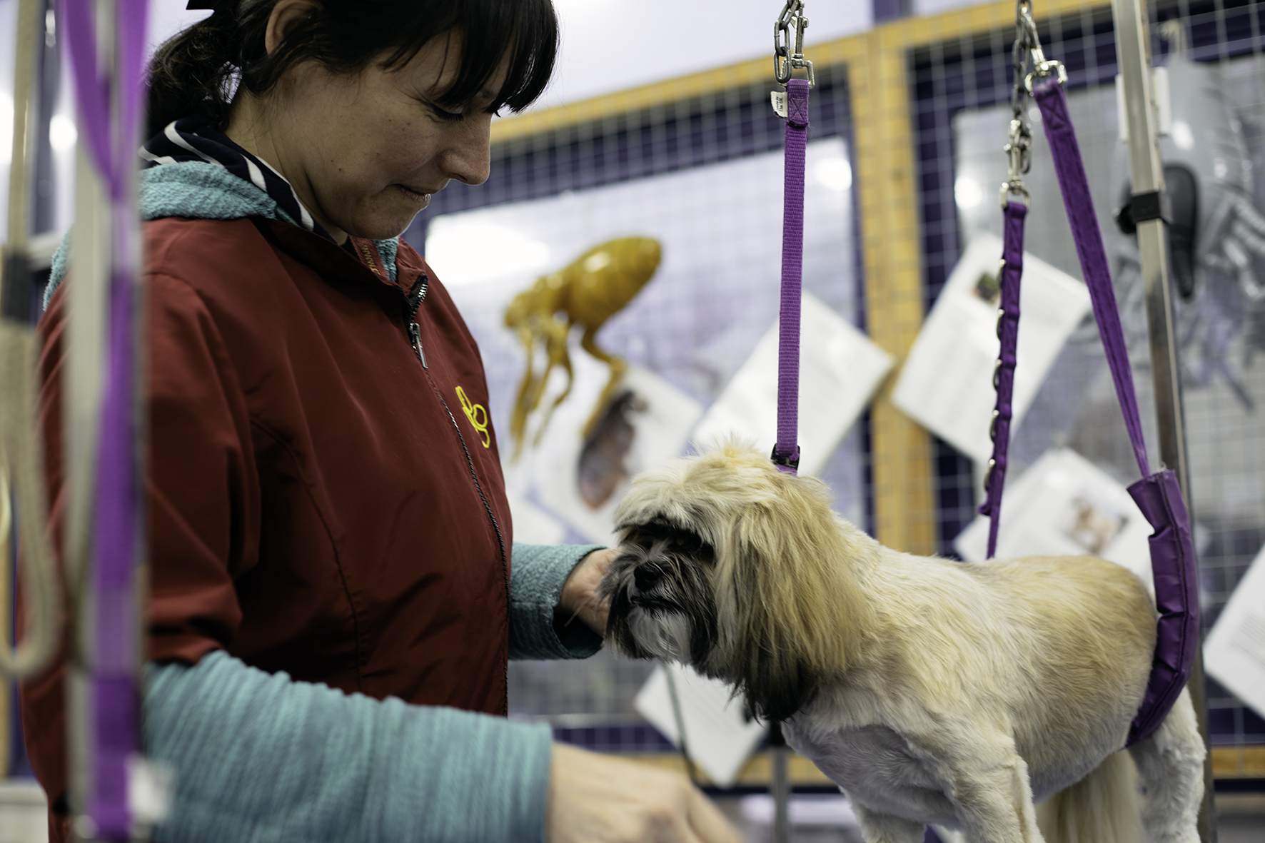 Dog Grooming Services in Leeds | CAW