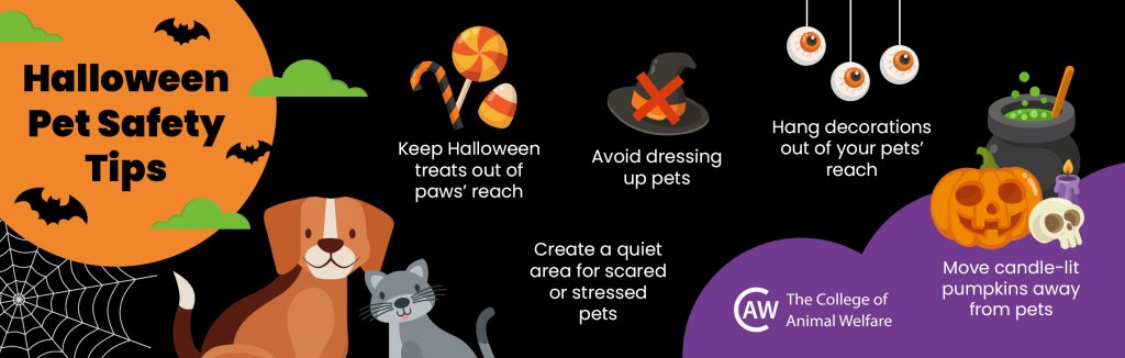 Look out for your pets this spooky season with our Halloween Pet Safety ...
