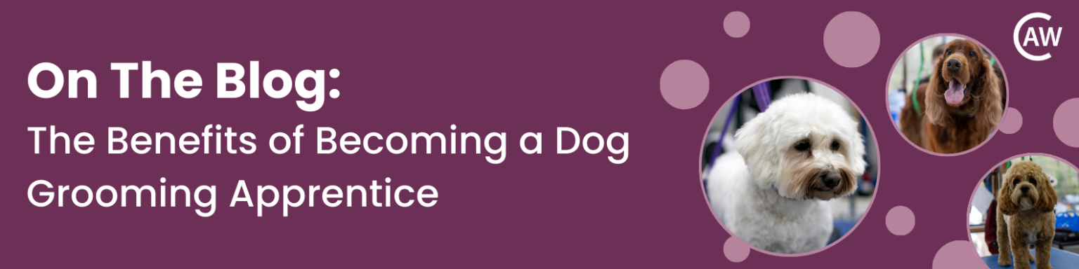 The Benefits of Becoming a Dog Grooming App… | CAW News