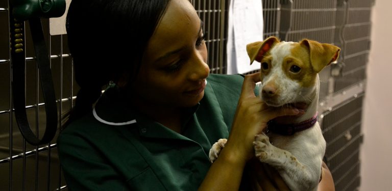 Compassion Fatigue in Vet Nurse Consul ... | CAW News