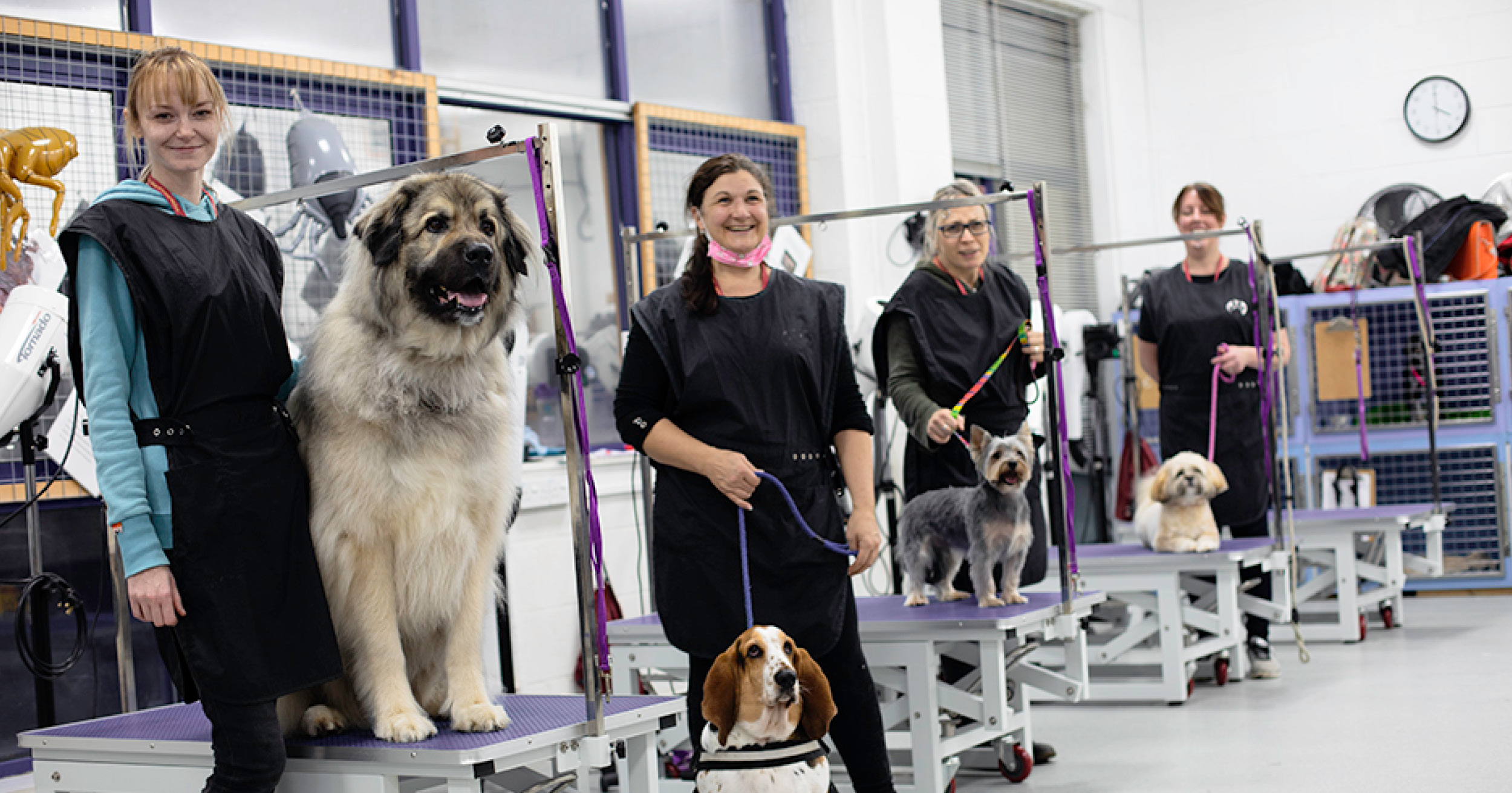 What You’ll Learn in our Dog Groomin ... | CAW News