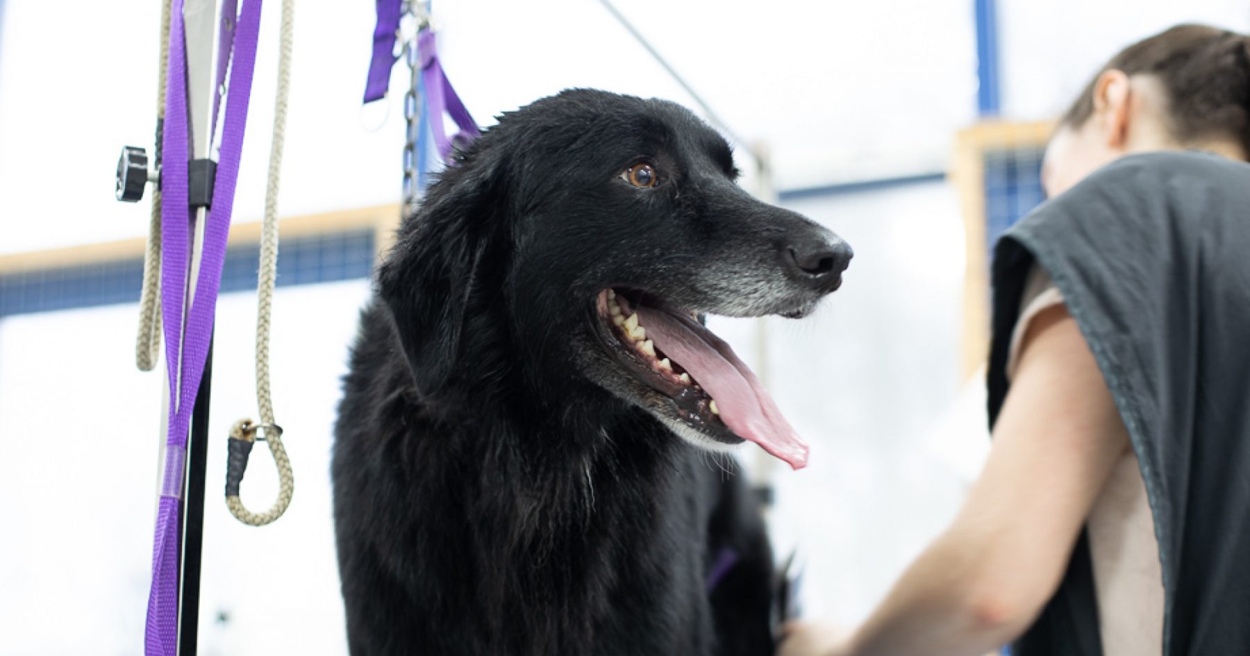 Why Dog Grooming Is One of the Fastest Grow… | CAW News