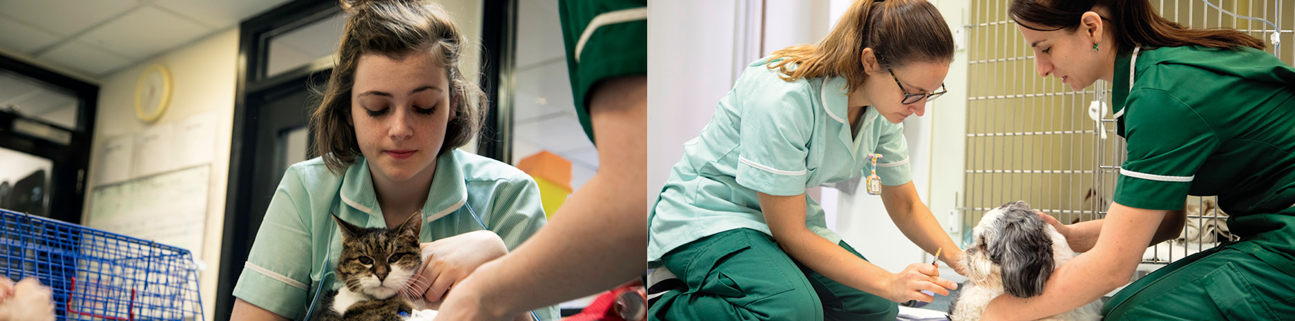Veterinary Nursing Apprenticeships